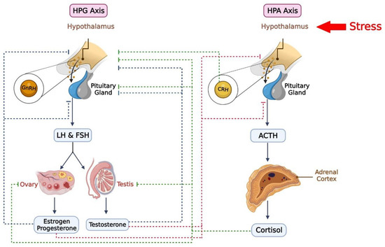 Hypothalamus and Post-Traumatic Stress Disorder: A Review