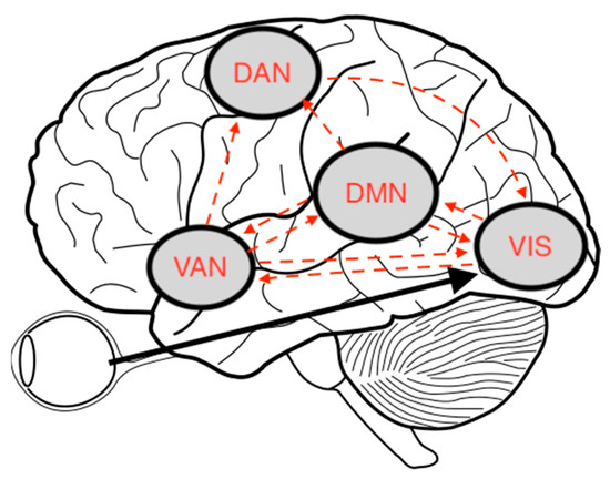 Brain Sciences | Free Full-Text | Visual Dysfunction in Parkinson’s Disease