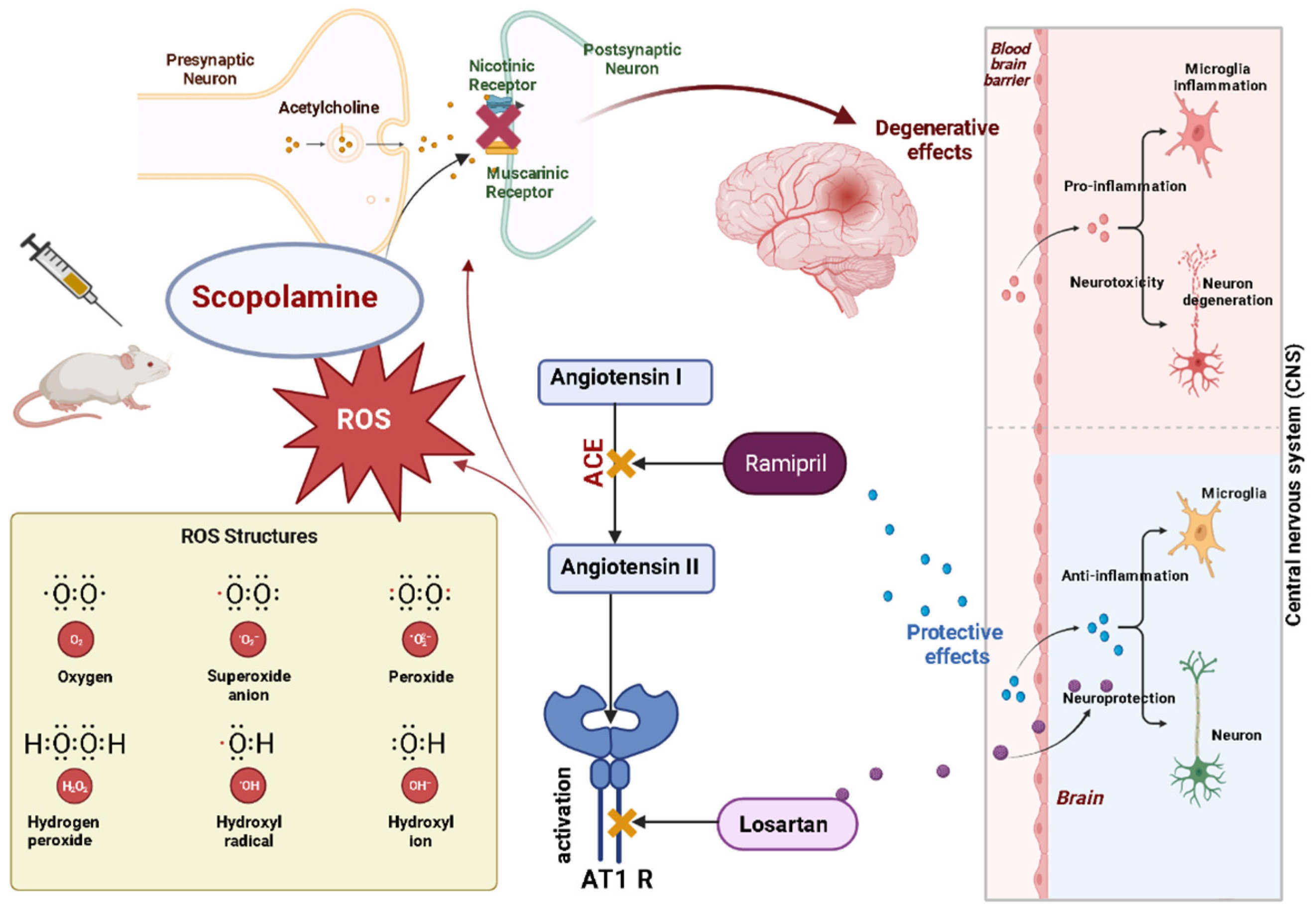 The Impact of Some Modulators of the Renin–Angiotensin System on the ...
