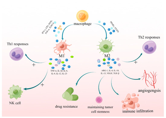 Brain Sciences | Free Full-Text | The Importance of M1-and M2-Polarized ...