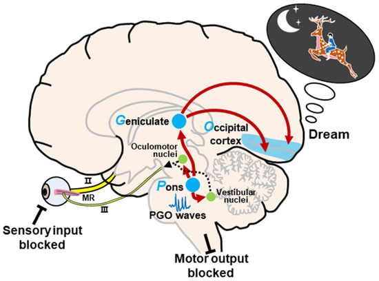 The Ponto-Geniculo-Occipital (PGO) Waves in Dreaming: An Overview