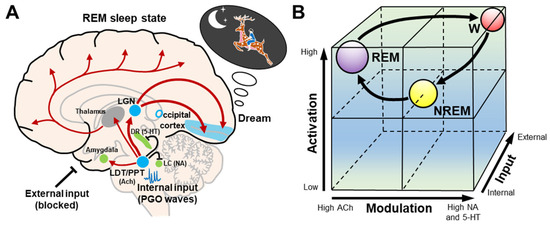 The Ponto-Geniculo-Occipital (PGO) Waves in Dreaming: An Overview