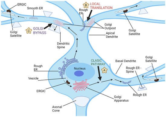 Unraveling the Multifaceted Role of the Golgi Apparatus: Insights into ...