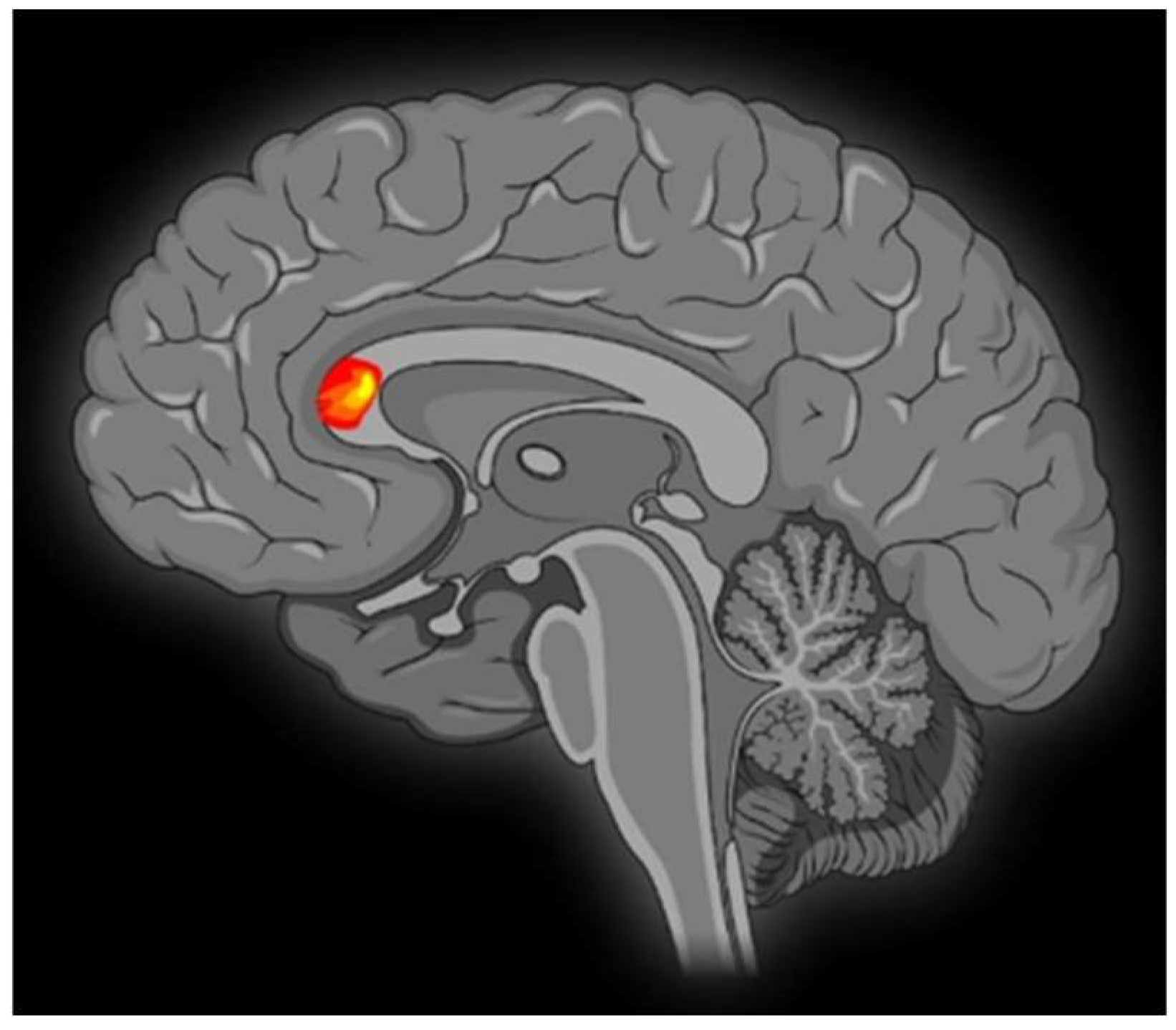 Cognitive Crescendo: How Music Shapes the Brain’s Structure and Function