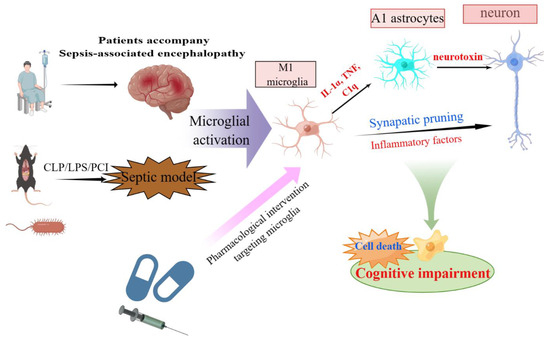 Microglial Activation: Key Players in Sepsis-Associated Encephalopathy