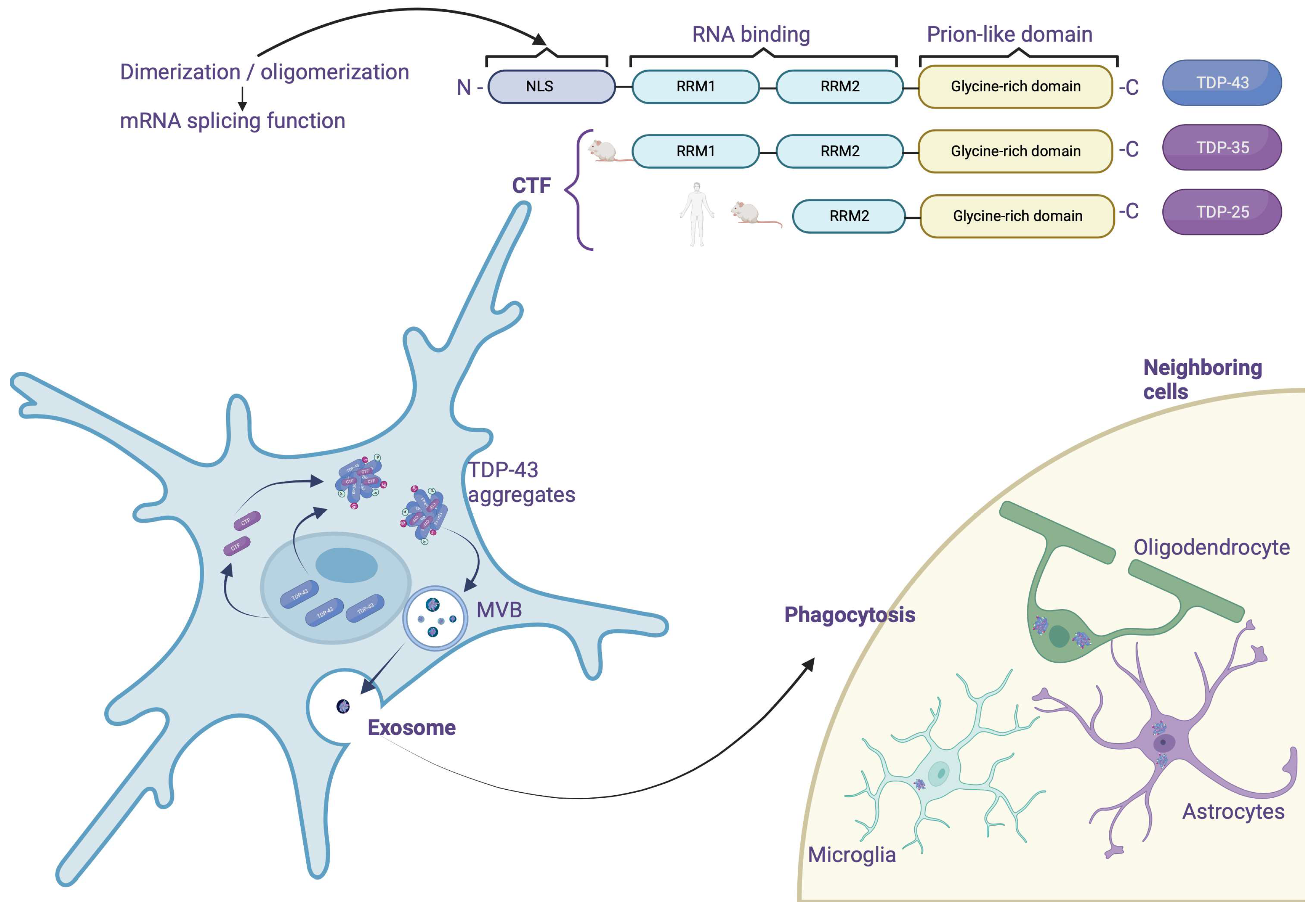 Brain Sciences | Free Full-Text | Frontotemporal-TDP and LATE ...