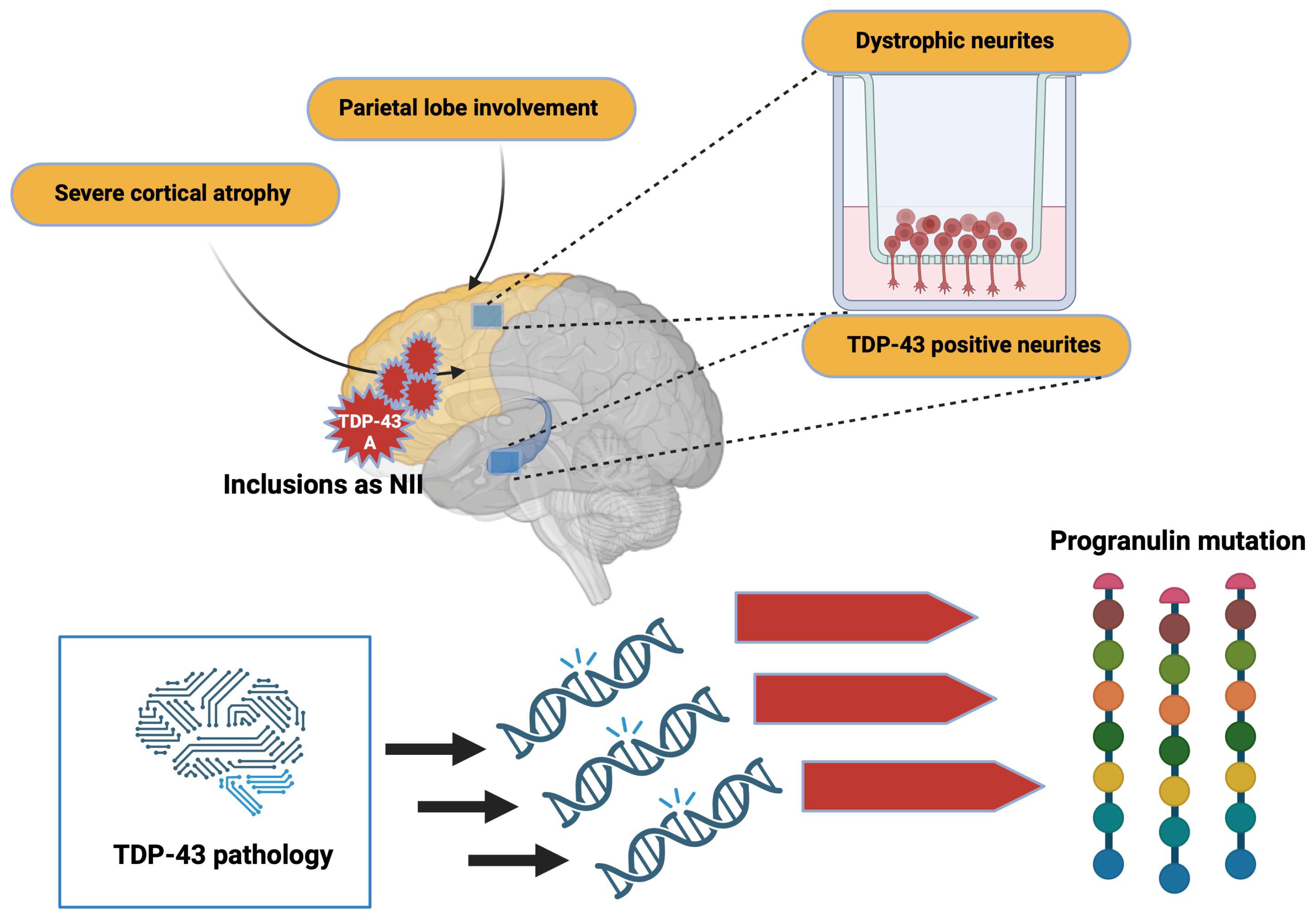 Brain Sciences | Free Full-Text | Frontotemporal-TDP and LATE ...