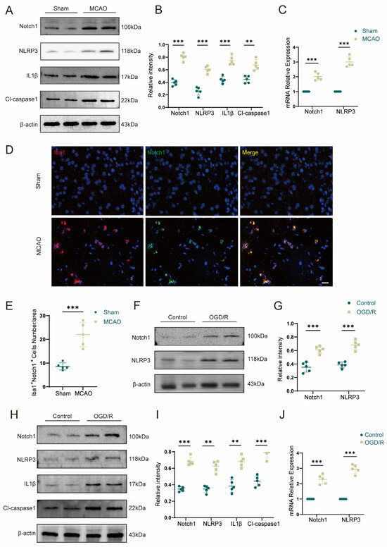 Brain Sciences Free Full Text Targeting Microglia Macrophages