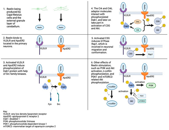 Reelin Signaling and Synaptic Plasticity in Schizophrenia