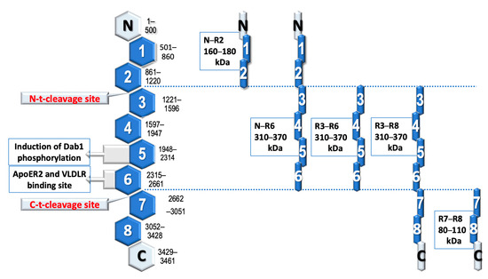 Reelin Signaling and Synaptic Plasticity in Schizophrenia