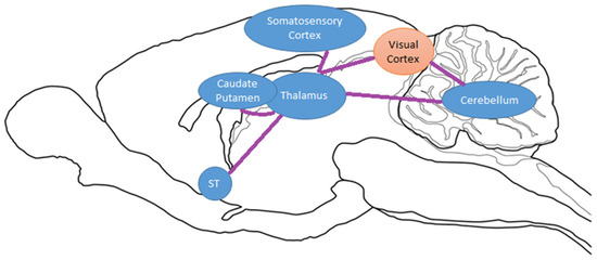 Brain Sciences | Free Full-Text | Exercise Modifies the Brain Metabolic ...