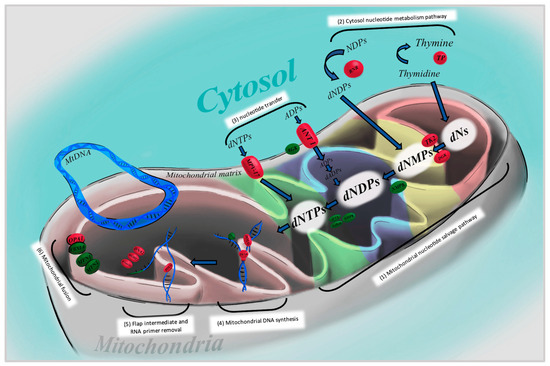 Mitochondrial Chronic Progressive External Ophthalmoplegia