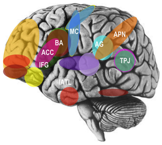 Social Brain Perspectives on the Social and Evolutionary Neuroscience ...