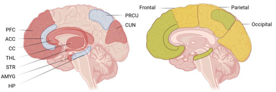 Brain Sciences | Free Full-Text | Clinical Potential of Transcranial ...
