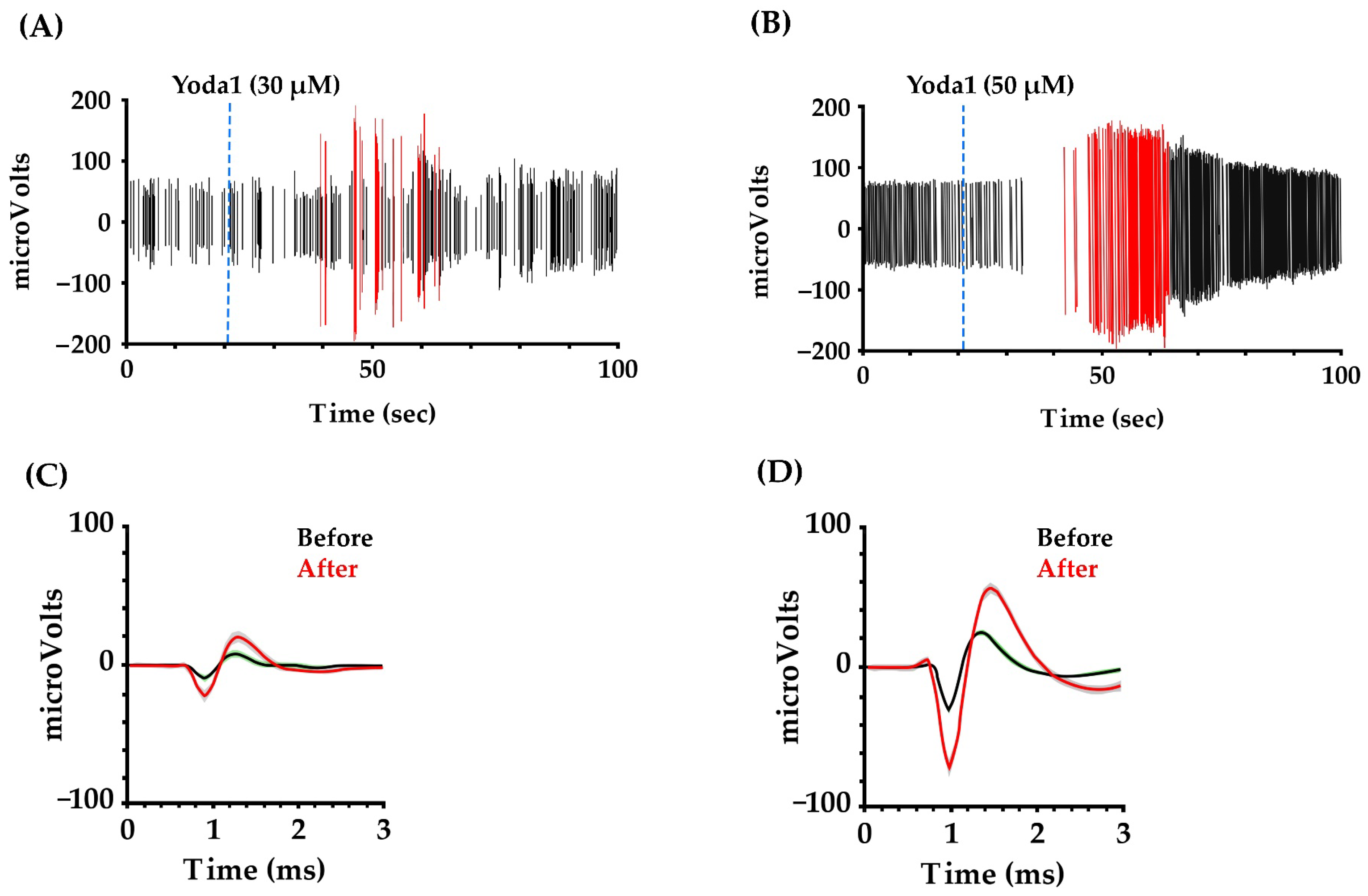 In Vitro Pharmacological Modulation of PIEZO1 Channels in Frontal Cortex Neuronal Networks
