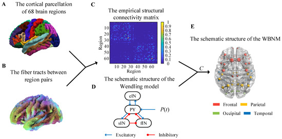 Construction and Analysis of a New Resting-State Whole-Brain Network Model