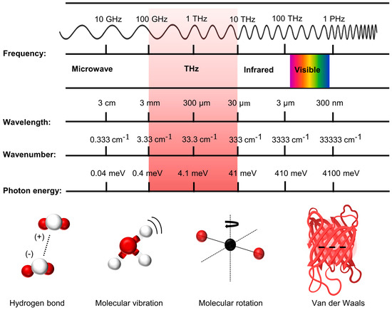 Terahertz Radiation Modulates Neuronal Morphology and Dynamics Properties