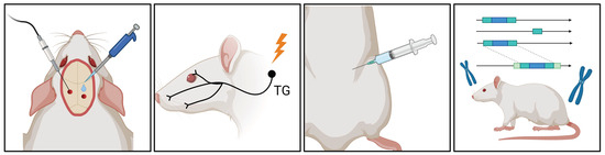 Models of Trigeminal Activation: Is There an Animal Model of Migraine?