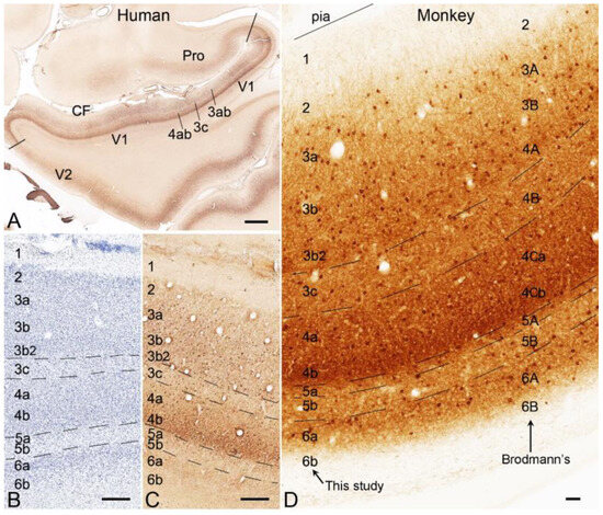 Lamination, Borders, and Thalamic Projections of the Primary Visual ...
