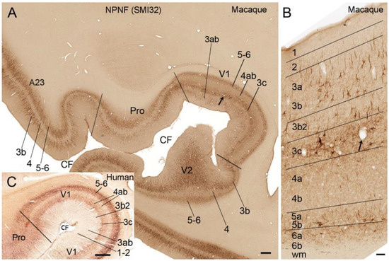 Lamination, Borders, and Thalamic Projections of the Primary Visual ...
