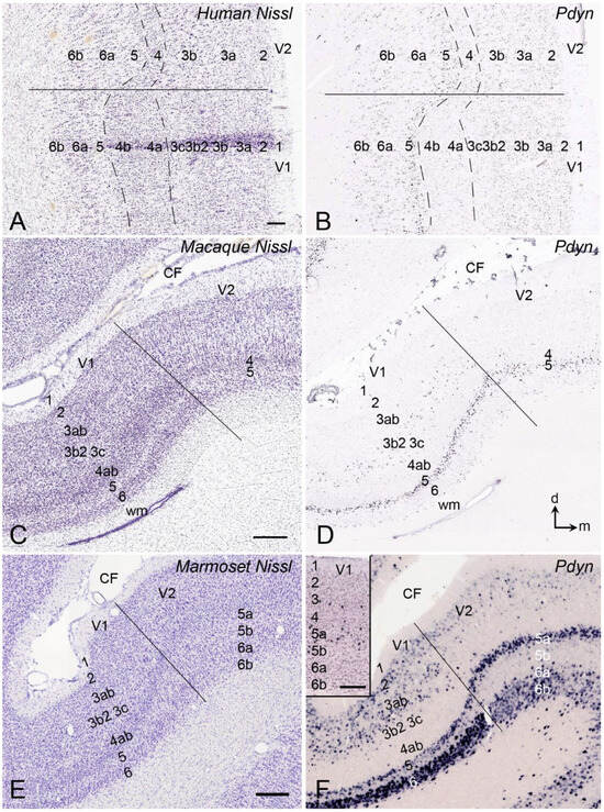 Lamination, Borders, and Thalamic Projections of the Primary Visual ...