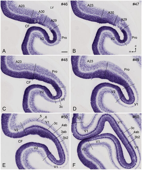 Lamination, Borders, and Thalamic Projections of the Primary Visual ...