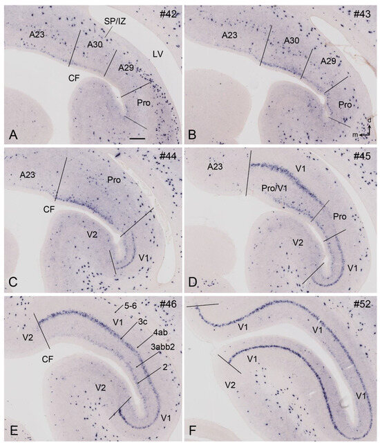 Lamination, Borders, and Thalamic Projections of the Primary Visual ...