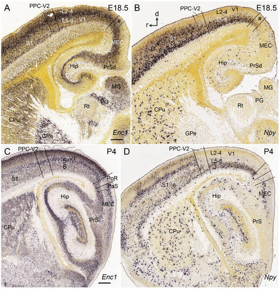 Lamination, Borders, and Thalamic Projections of the Primary Visual ...