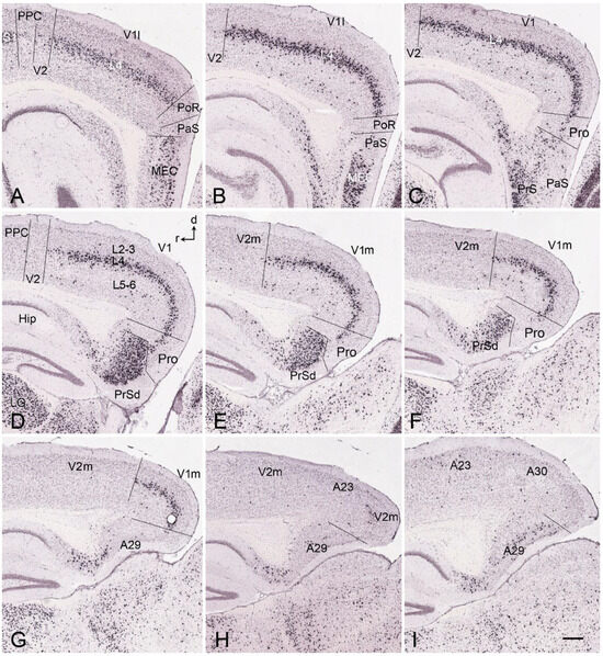 Lamination, Borders, and Thalamic Projections of the Primary Visual ...