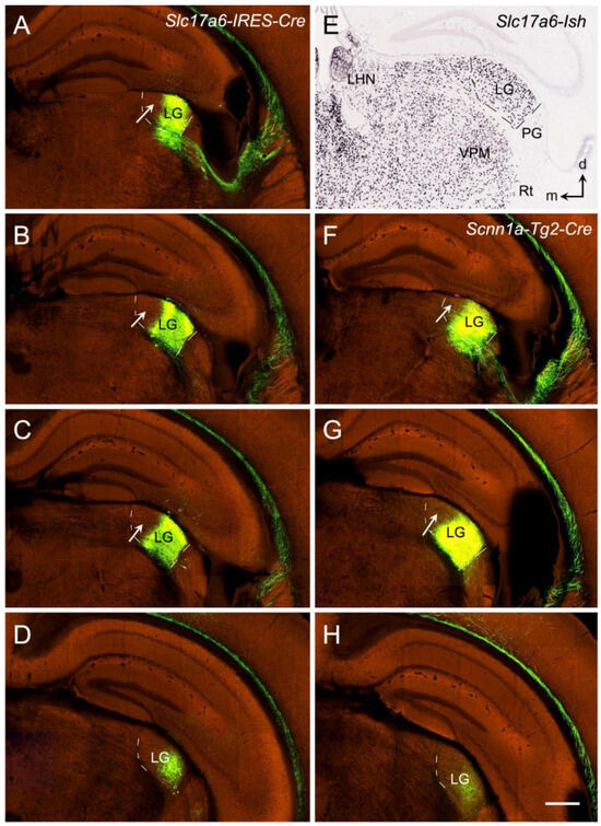 Lamination, Borders, and Thalamic Projections of the Primary Visual ...