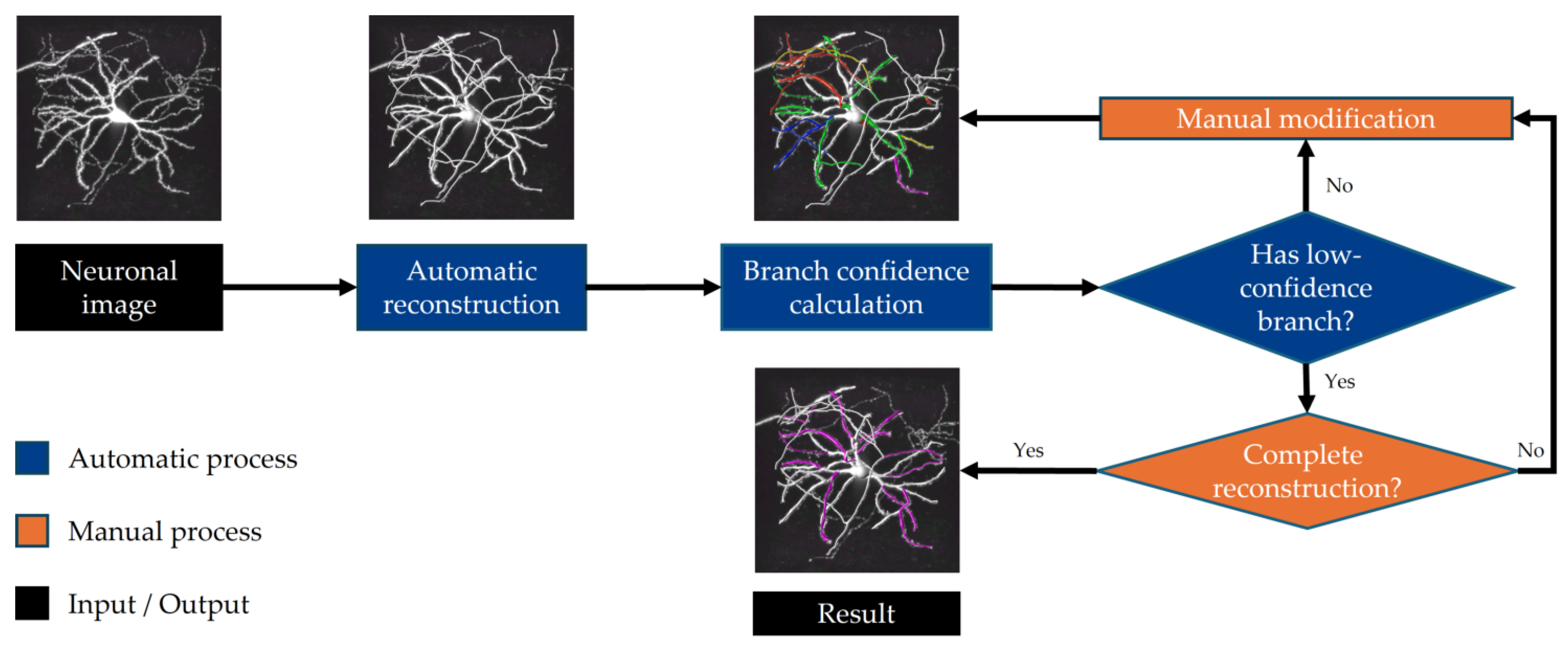Brain Sciences | Free Full-Text | Complete Neuron Reconstruction Based ...