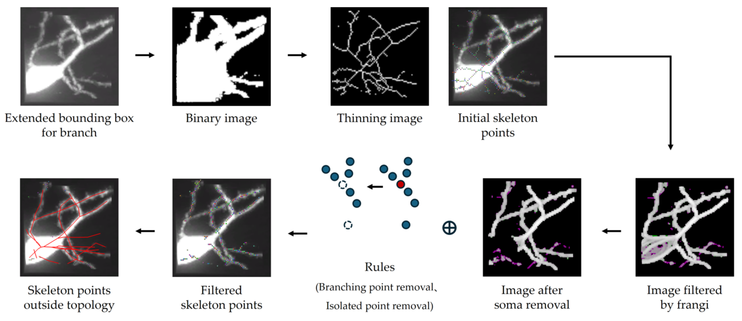 Brain Sciences | Free Full-Text | Complete Neuron Reconstruction Based ...