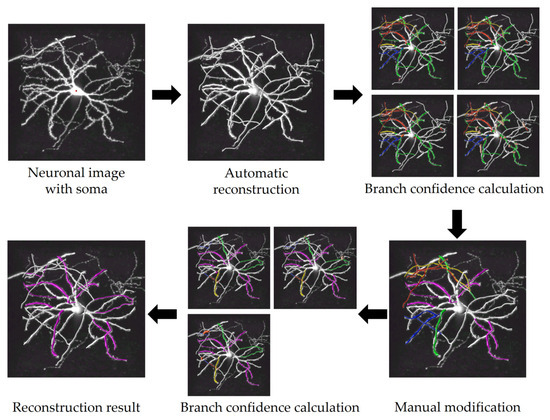Complete Neuron Reconstruction Based on Branch Confidence