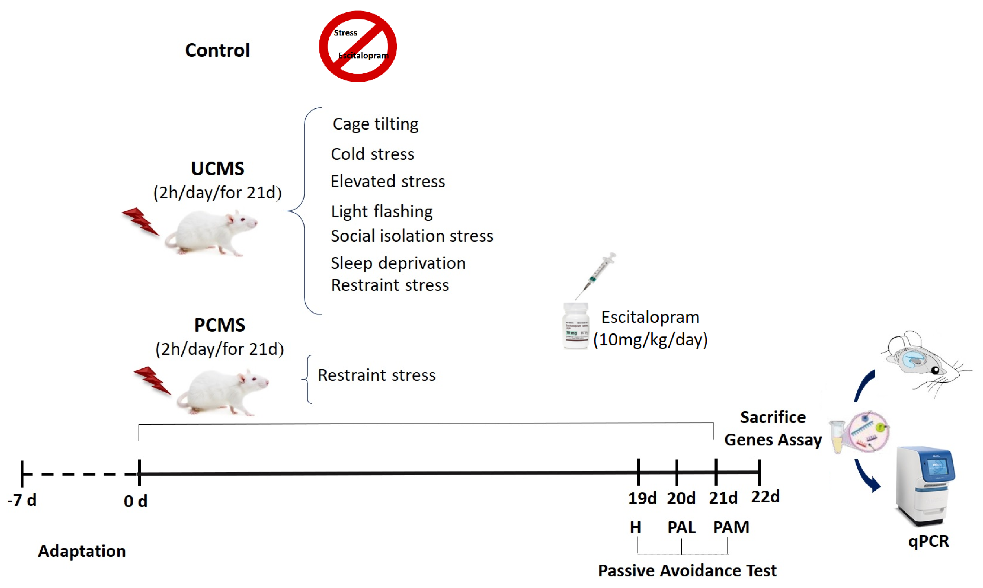 Protective Effects of Long-Term Escitalopram Administration on Memory ...