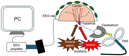 Brain Sciences | Free Full-Text | The Past, Current and Future Research in Cerebellar TMS Evoked ...