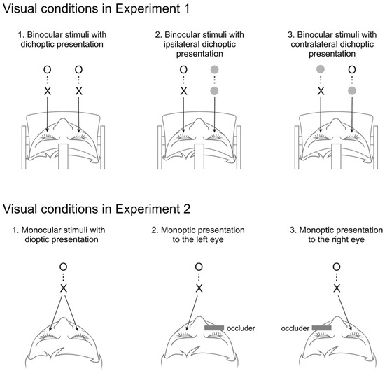 Brain Sciences | Free Full-Text | Exploring Binocular Visual Attention ...