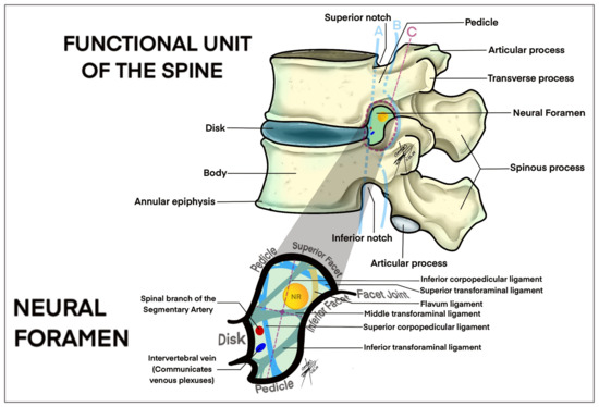 Exploring Pathways for Pain Relief in Treatment and Management of ...
