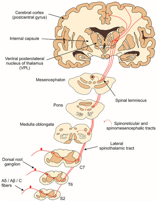 The Role of the Thalamus in Nociception: Important but Forgotten