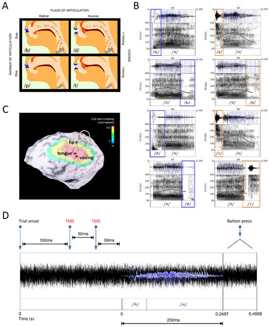 Transcranial Magnetic Stimulation Facilitates Neural Speech Decoding