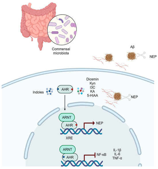 The Kynurenine Pathway, Aryl Hydrocarbon Receptor, and Alzheimer’s Disease