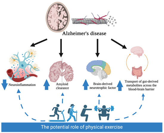 Physical Exercise and Mechanism Related to Alzheimer’s Disease: Is Gut–Brain Axis Involved?