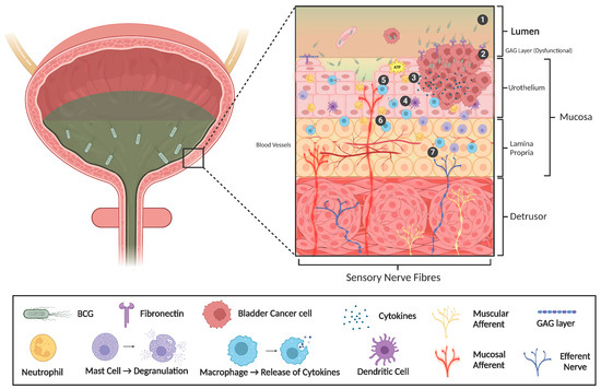Peripheral Mechanisms Underlying Bacillus Calmette–Guerin-Induced Lower ...