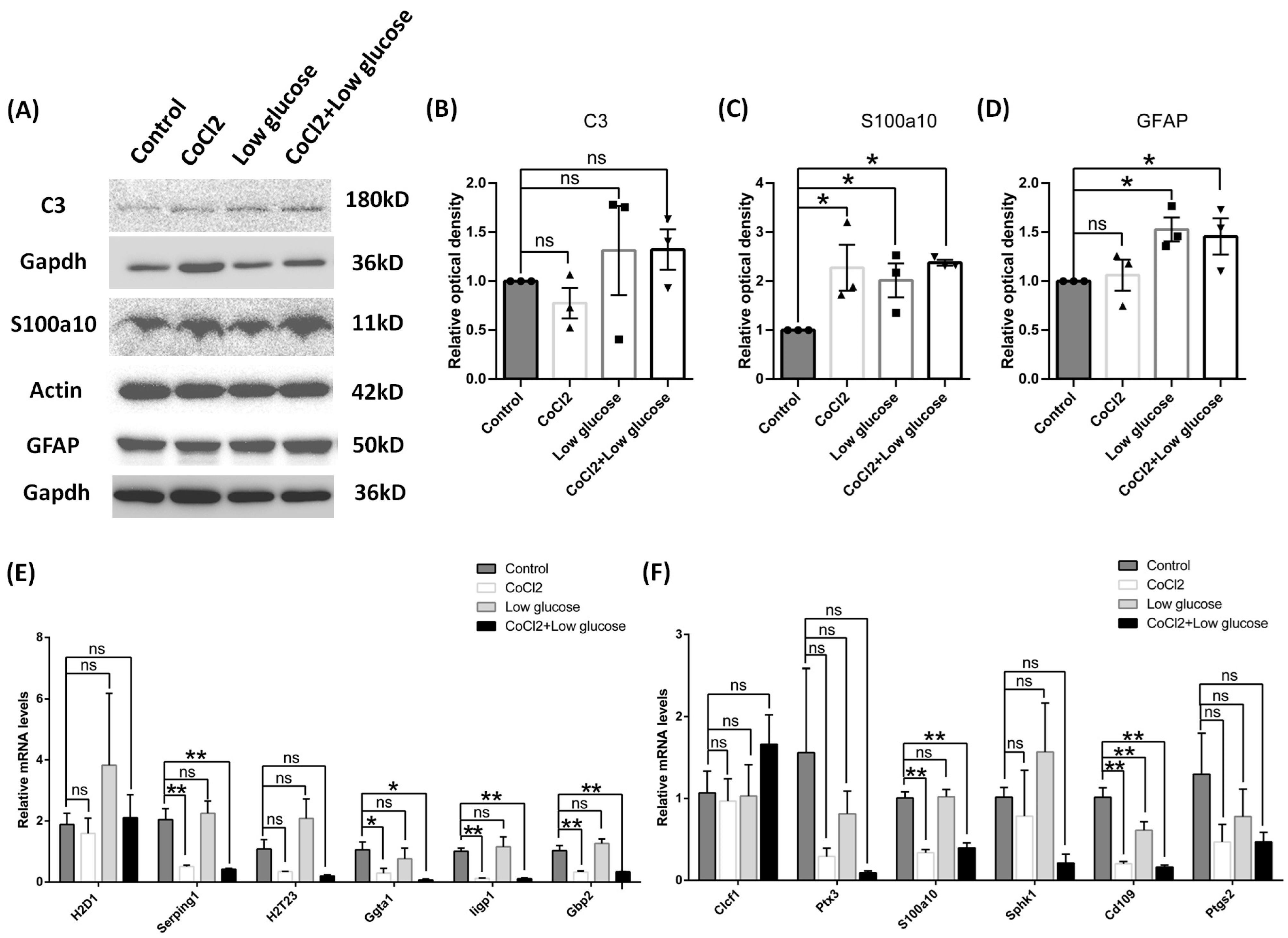 The Phenotype Changes of Astrocyte During Different Ischemia Conditions