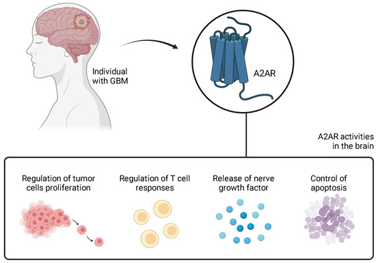 The Neuroprotective Role of A2A Adenosine Purinoceptor Modulation as a Strategy Against Glioblastoma