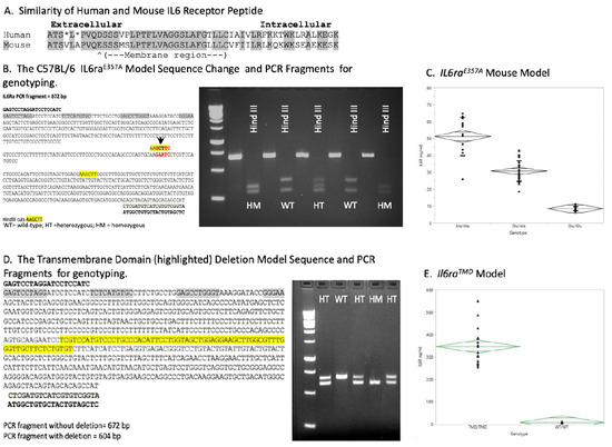Enhanced Interleukin 6 Trans-Signaling Modulates Disease Process in ...