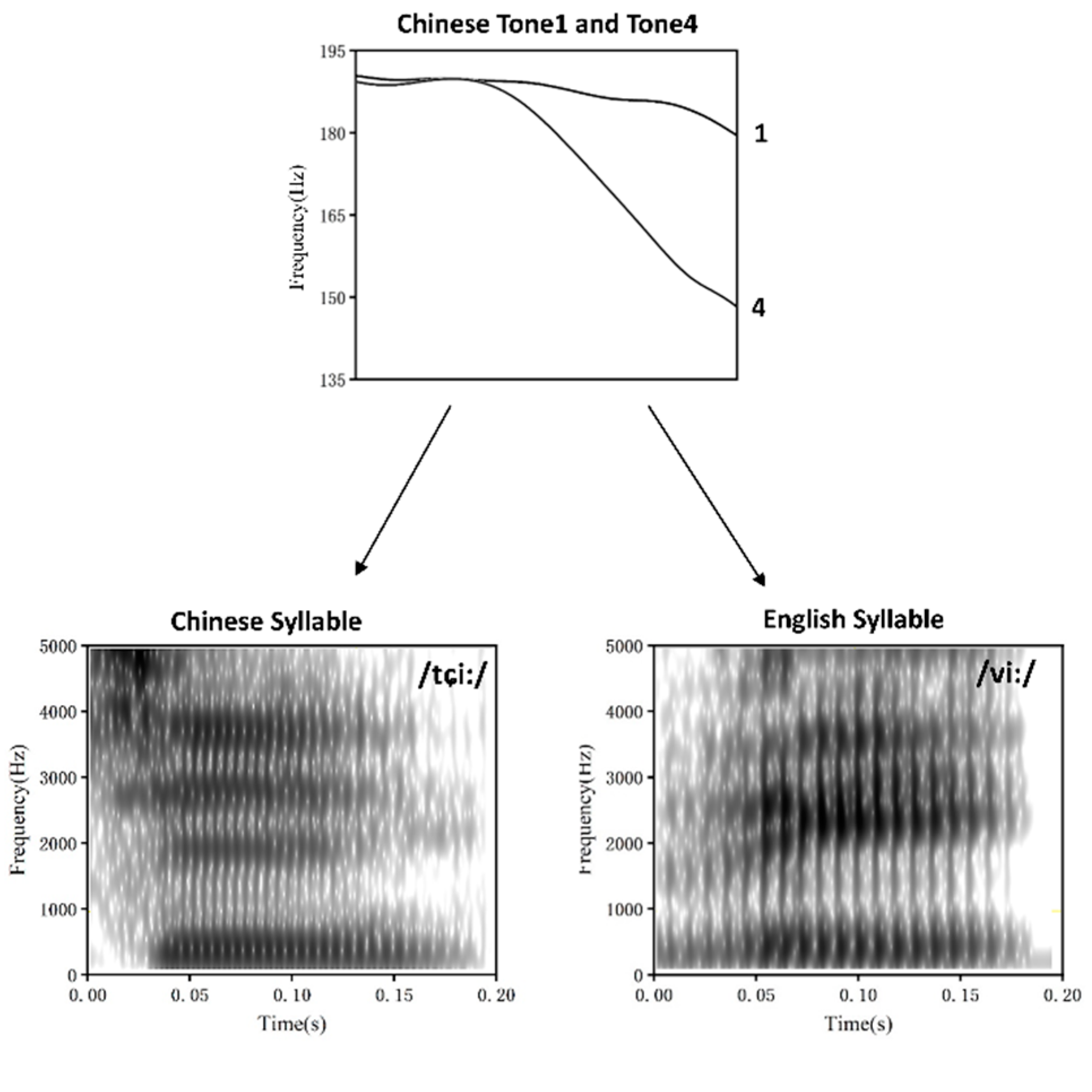 The Neural Development of Chinese Lexical Tone Perception: A Mismatch Negativity Study Across ...