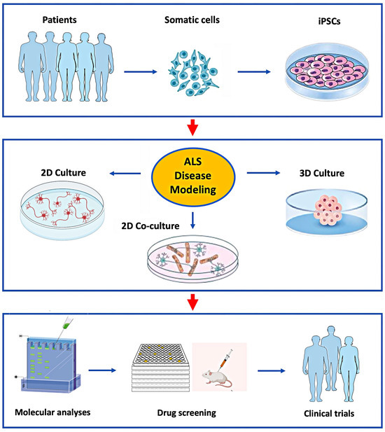Modeling ALS with Patient-Derived iPSCs: Recent Advances and Future ...