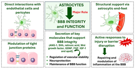 Molecular Motors in Blood–Brain Barrier Maintenance by Astrocytes