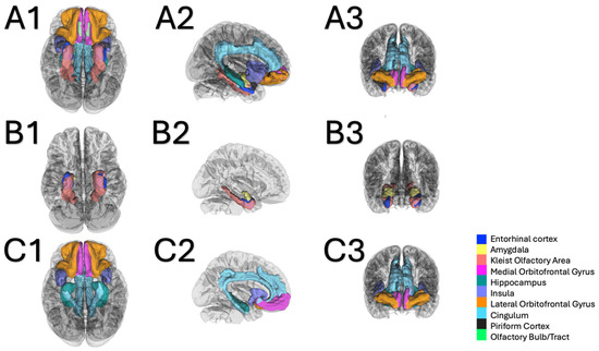 The Bulb, the Brain and the Being: New Insights into Olfactory System ...