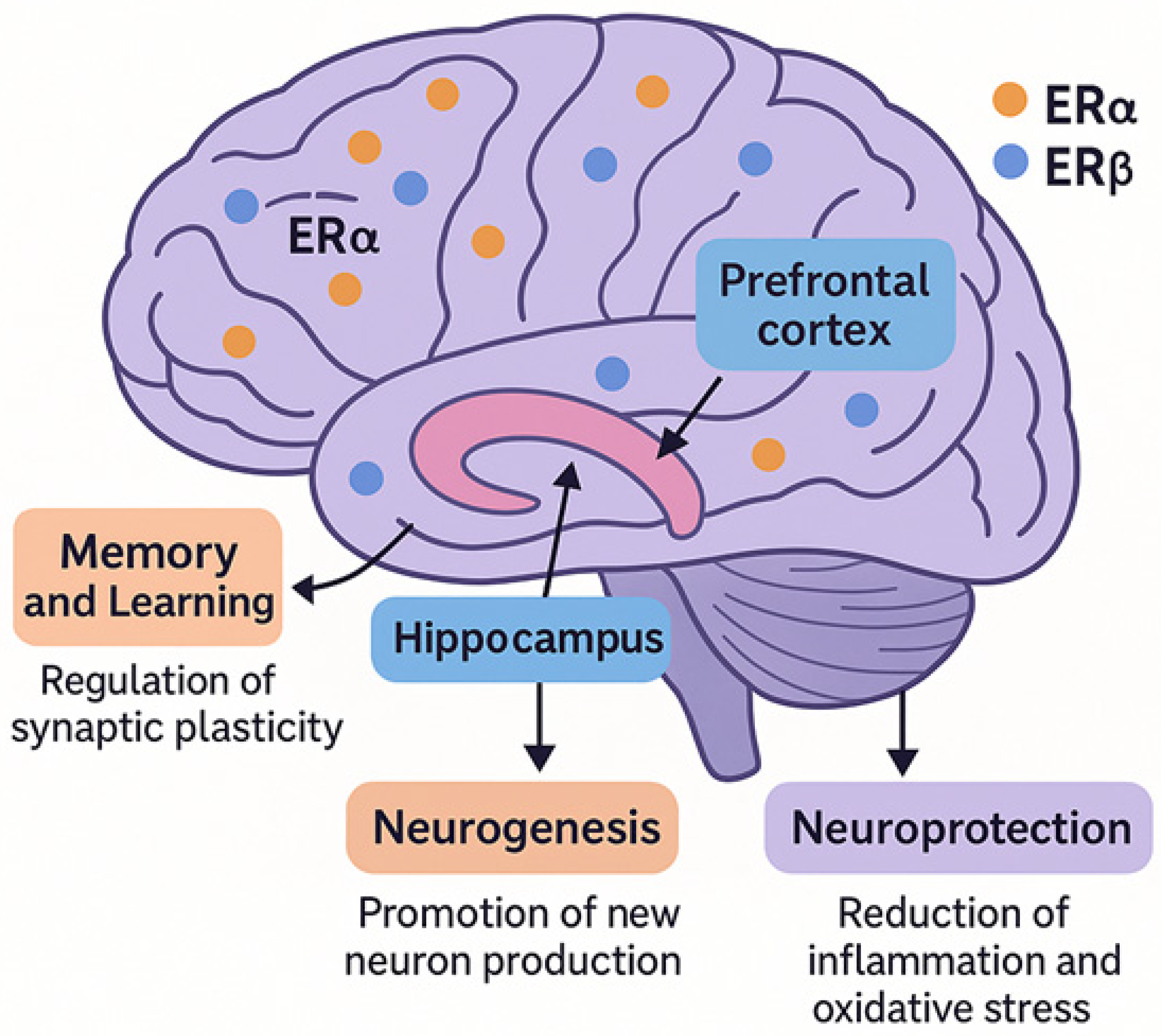 Beyond Hot Flashes: The Role of Estrogen Receptors in Menopausal Mental ...